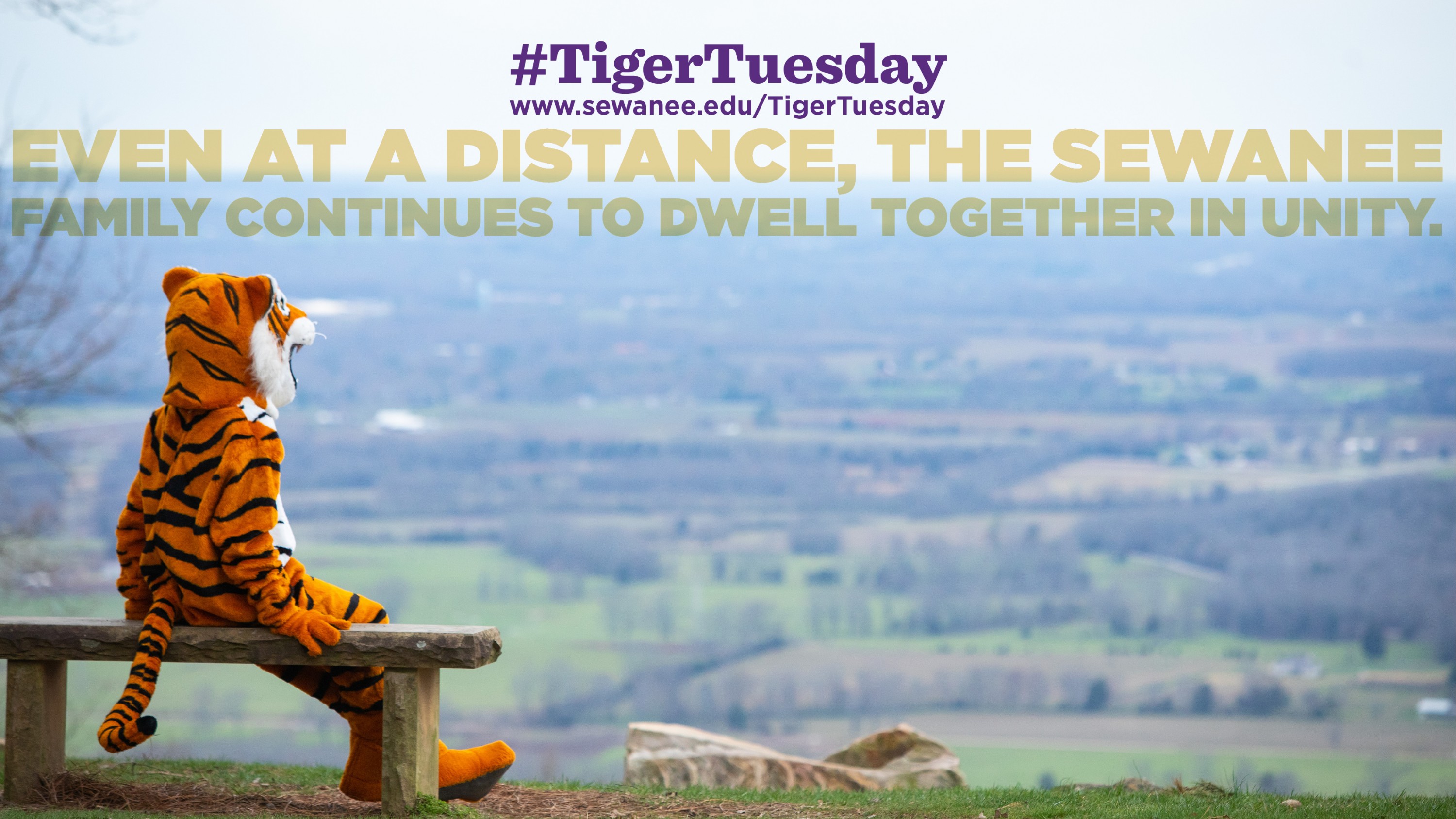 Tiger Toolkit: Social Media | The University of the South